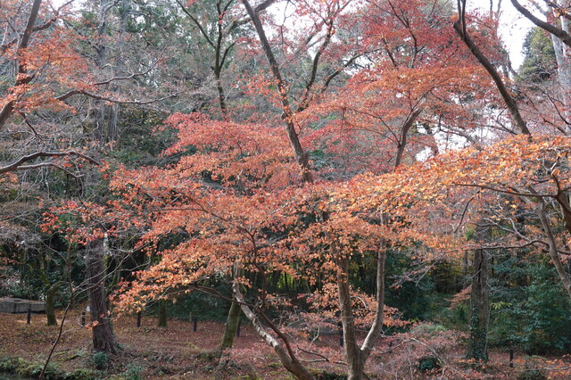 京都府立植物園: 季節の花便り